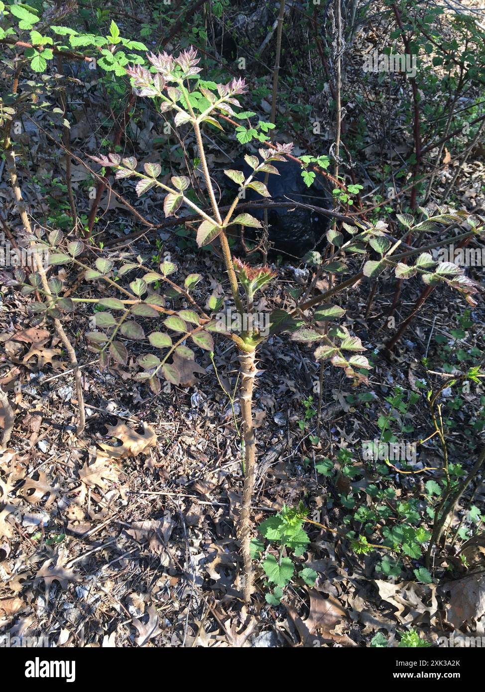 Japanese angelica tree (Aralia elata) Plantae Stock Photo - Alamy