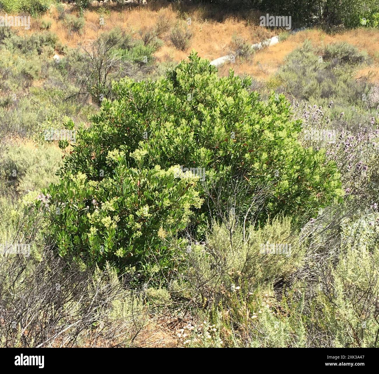 Heteromeles arbutifolia toyon hi-res stock photography and images - Alamy
