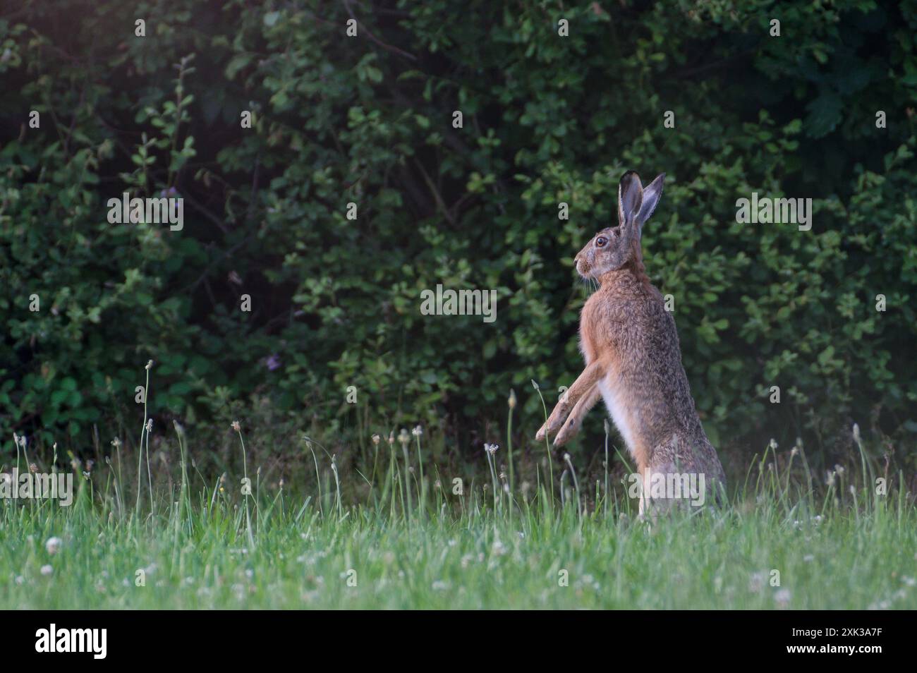 Hare standing in green grass hi-res stock photography and images - Alamy