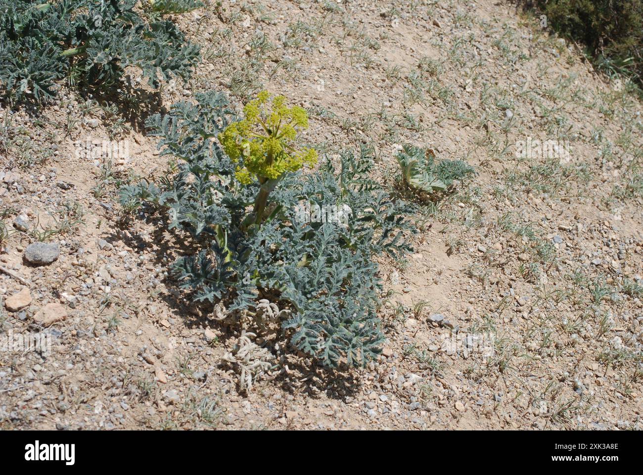 deadly carrots (Thapsia) Plantae Stock Photo - Alamy