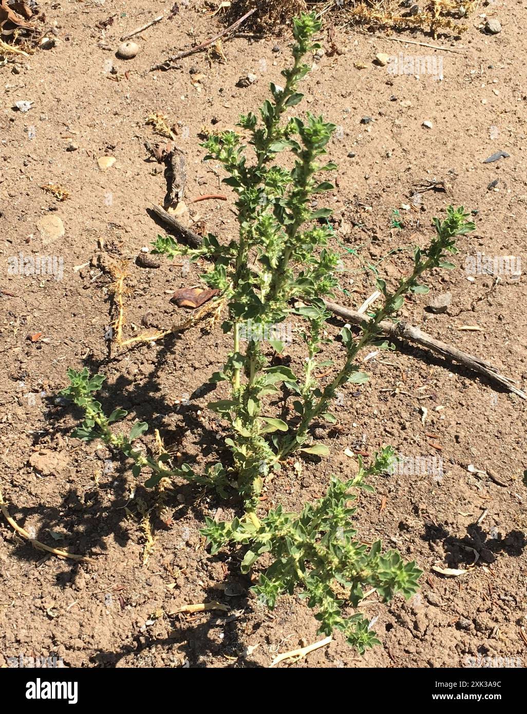 prostrate pigweed (Amaranthus albus) Plantae Stock Photo - Alamy