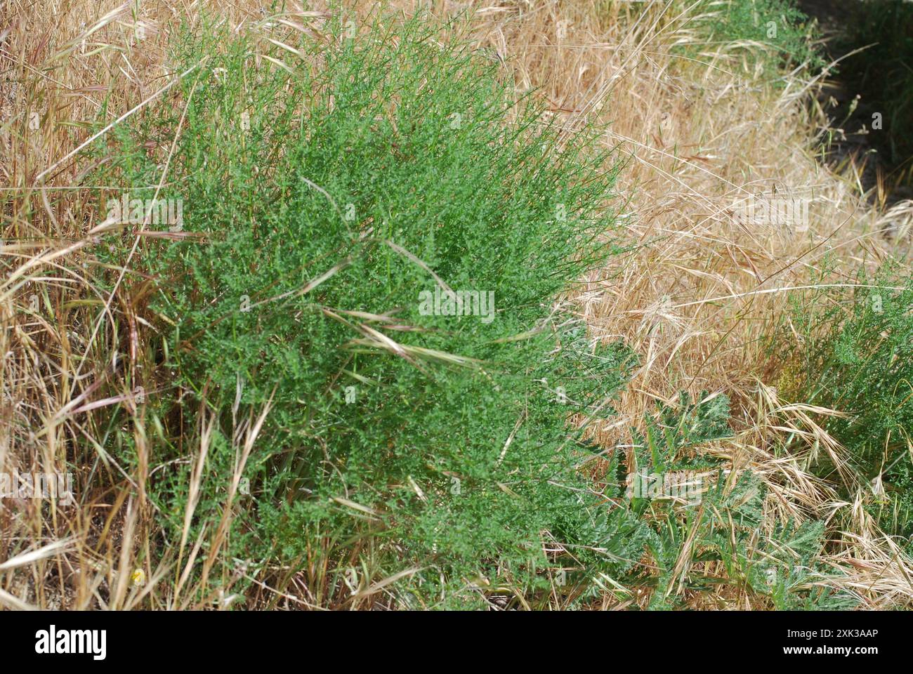 Thapsia hi-res stock photography and images - Alamy