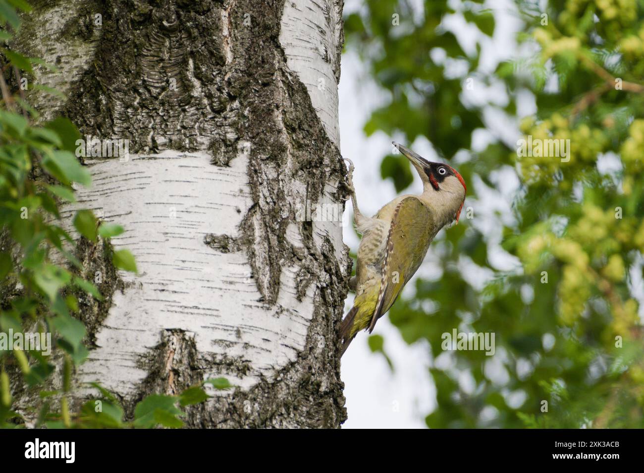 Bird Picus viridis aka European green woodpecker is climbing on the ...