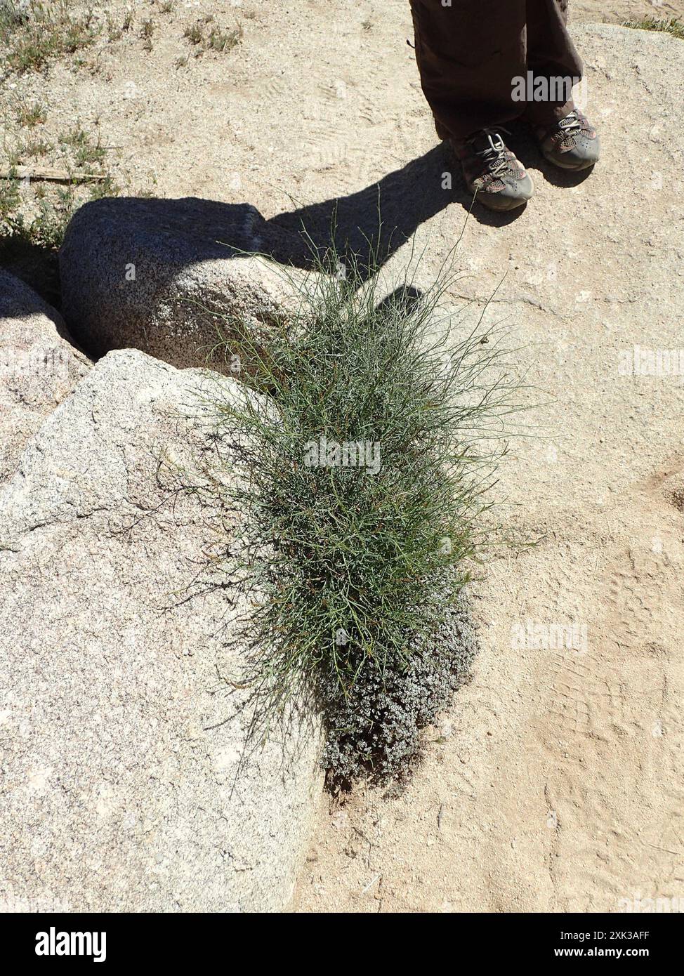 Narrow-leaved Stillingia (Stillingia linearifolia) Plantae Stock Photo ...