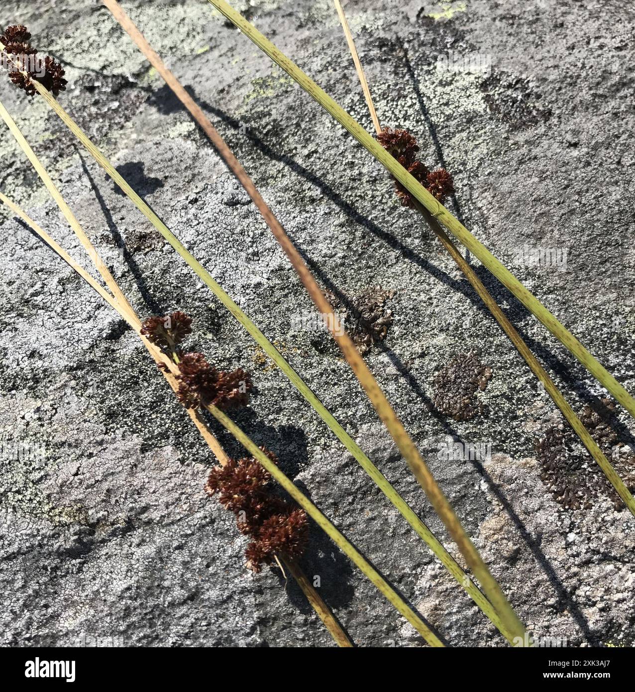 Compact rush juncus conglomeratus hi-res stock photography and images ...