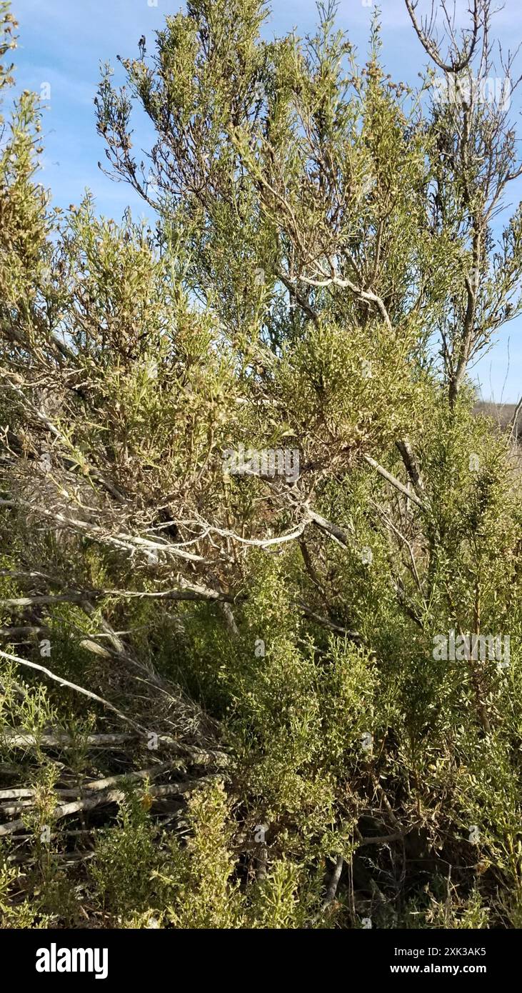 Desert Broom (Baccharis sarothroides) Plantae Stock Photo - Alamy