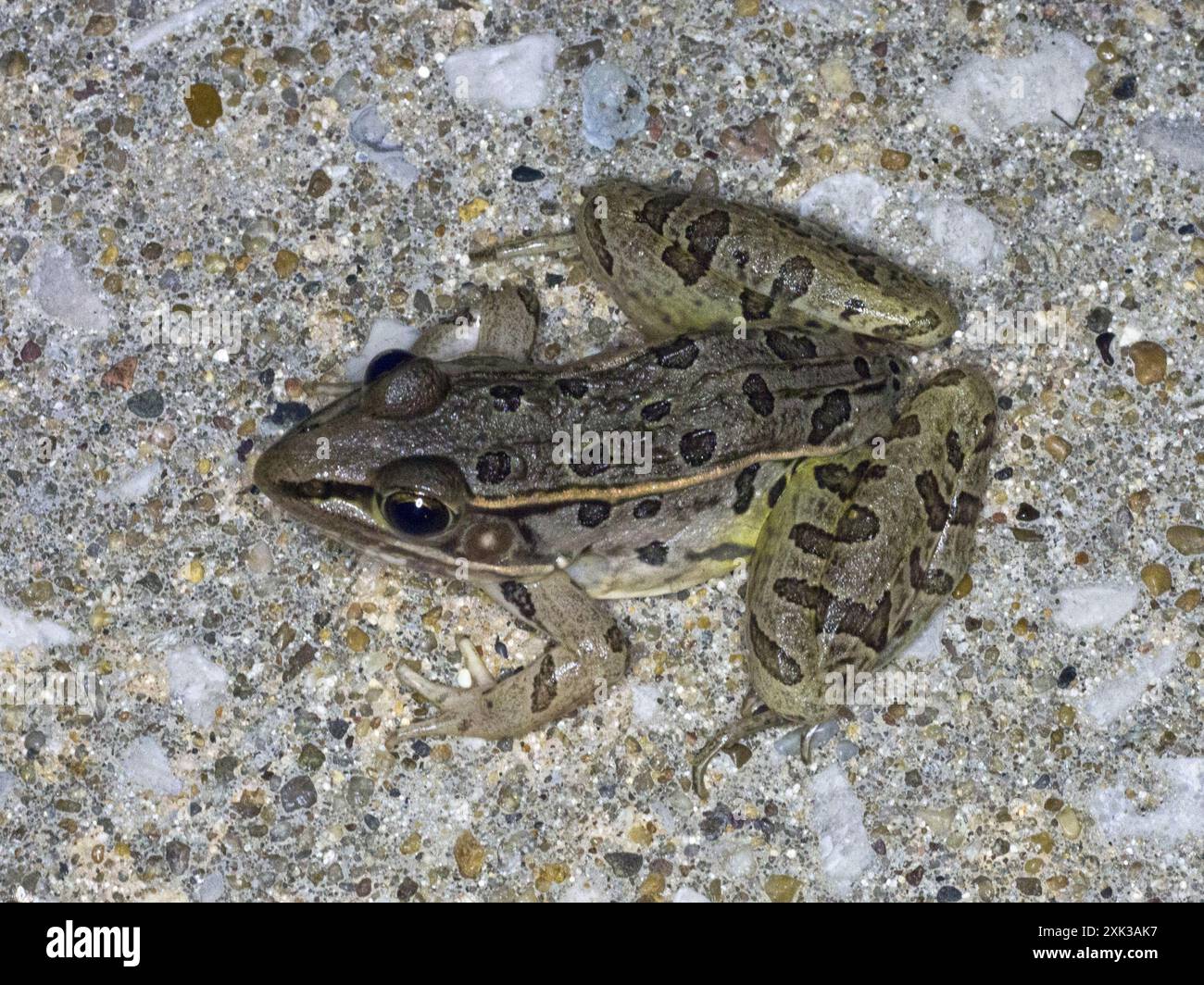 Southern Leopard Frog (Lithobates sphenocephalus) Amphibia Stock Photo ...