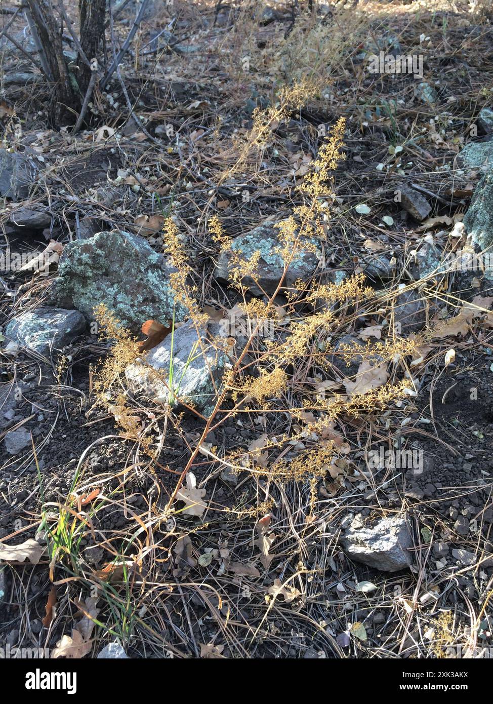 fetid goosefoot (Dysphania graveolens) Plantae Stock Photo - Alamy