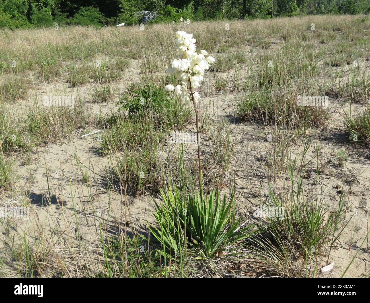 Yucca flaccida hi-res stock photography and images - Alamy
