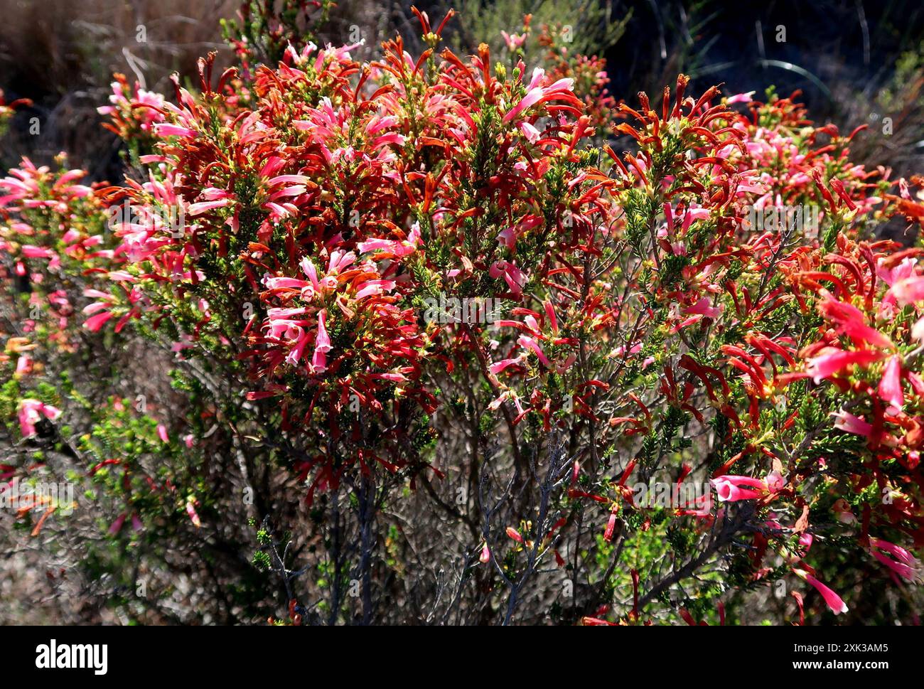 Erica versicolor hi-res stock photography and images - Alamy