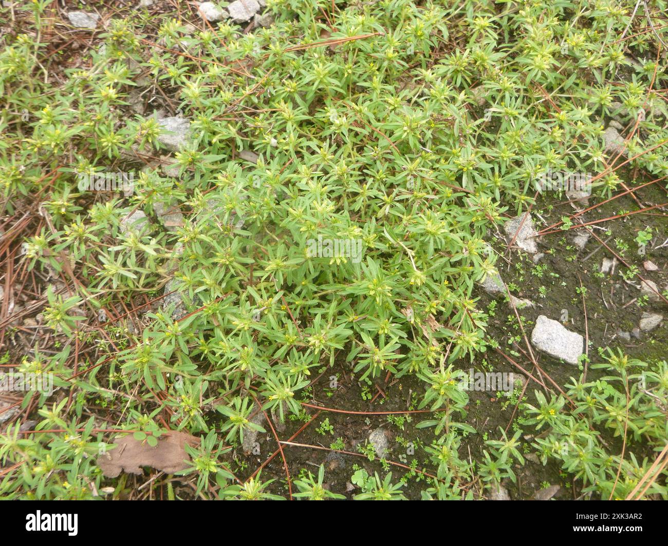 Spreading chinchweed (Pectis prostrata) Plantae Stock Photo - Alamy