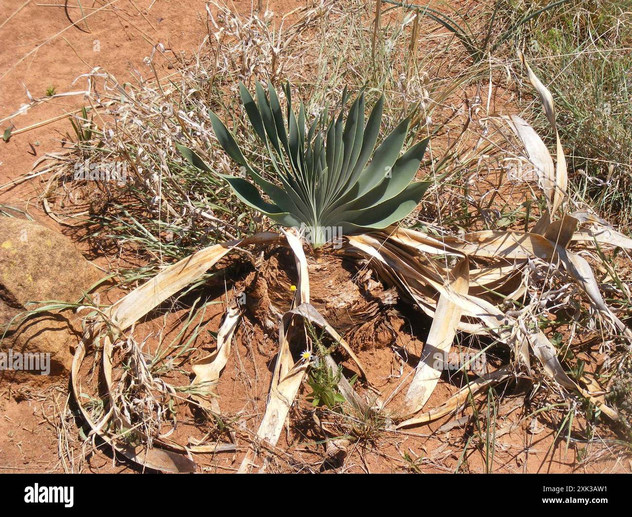 Poison-bulb (Boophone disticha) Plantae Stock Photo - Alamy
