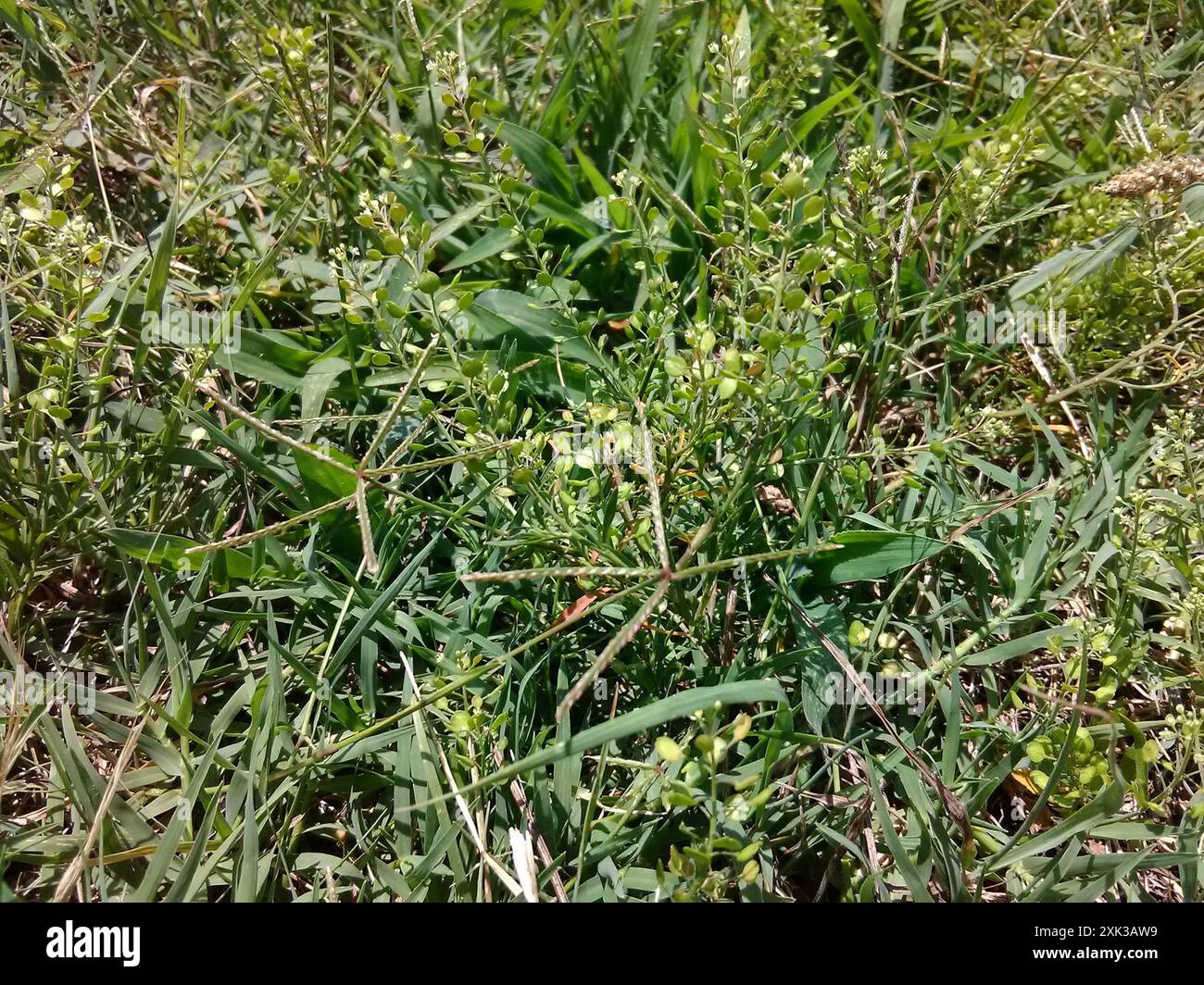 Virginia pepperweed (Lepidium virginicum) Plantae Stock Photo - Alamy