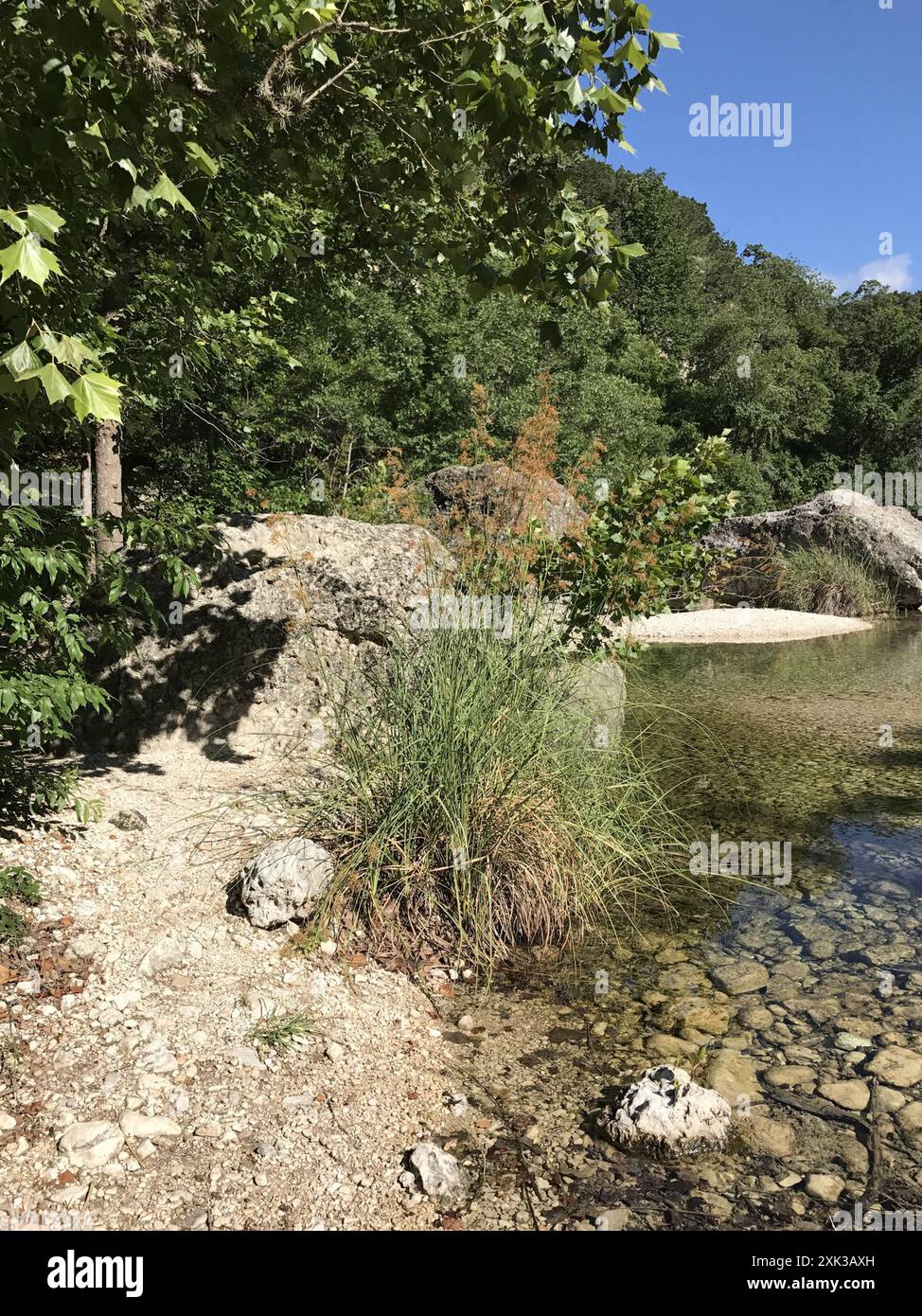Swamp Sawgrass (Cladium mariscus) Plantae Stock Photo - Alamy
