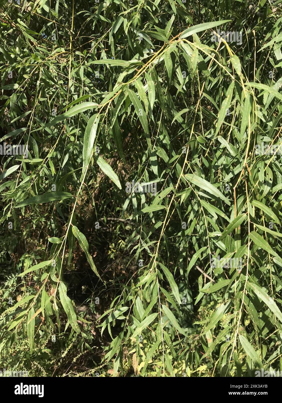 Fast-growing Trees Black Willow Organic Plant - Live Native Tree In 2.5 ...