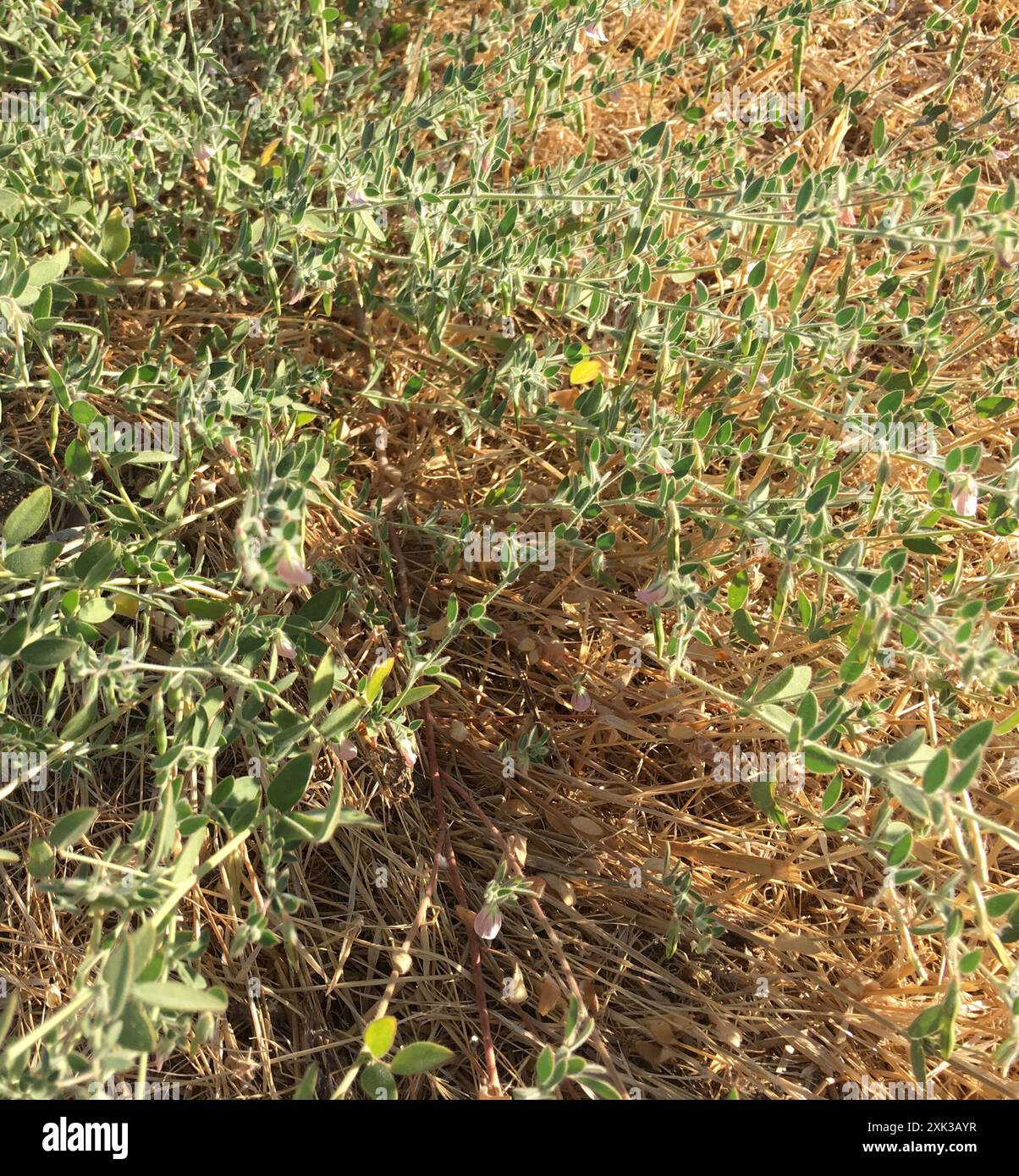 Spanish clover (Acmispon americanus) Plantae Stock Photo - Alamy