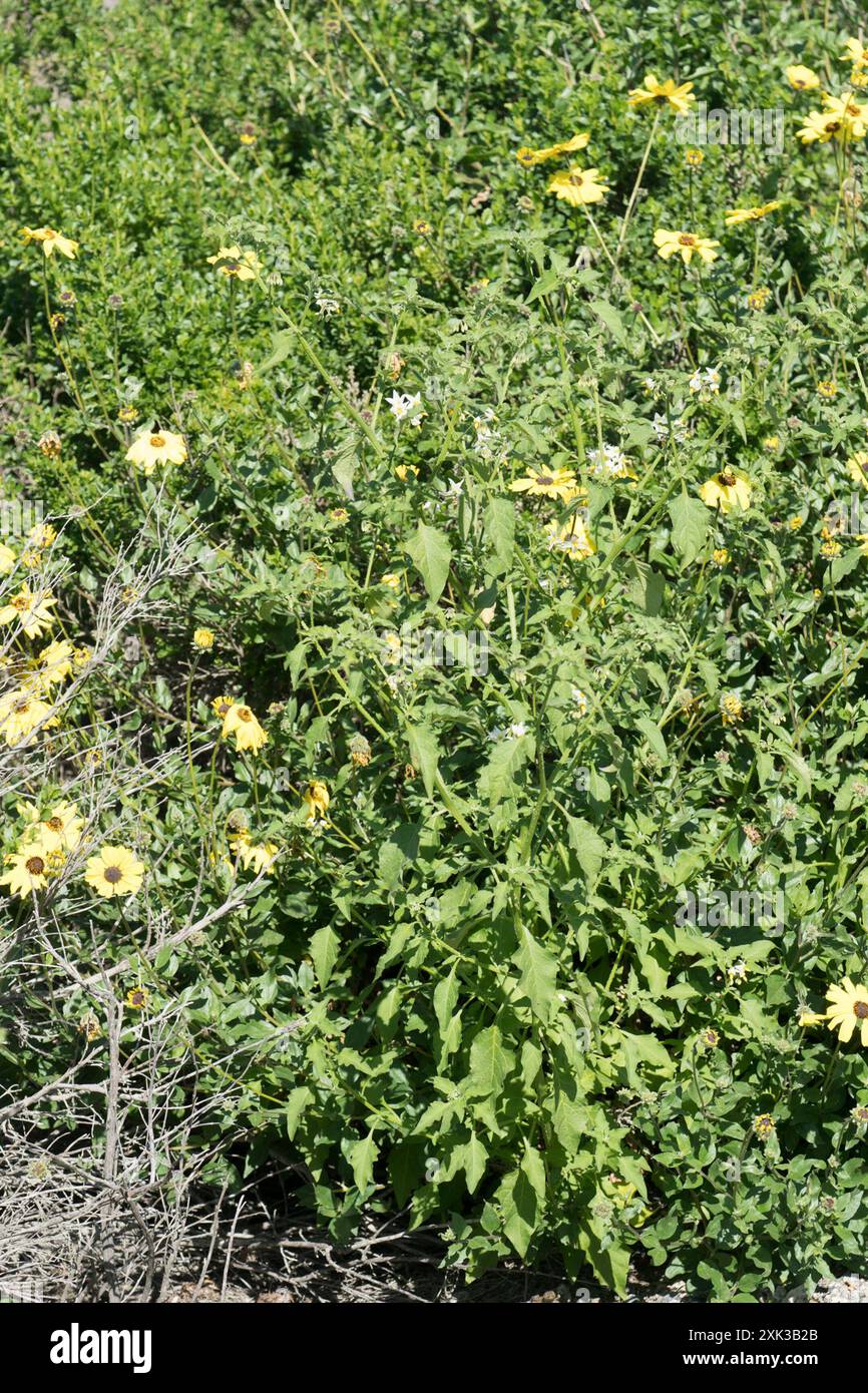 greenspot nightshade (Solanum douglasii) Plantae Stock Photo - Alamy