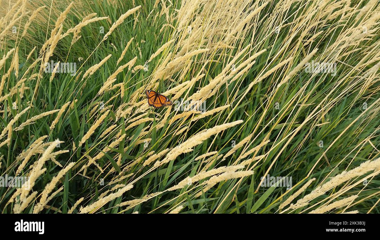 Viceroy (Limenitis archippus) Insecta Stock Photo - Alamy