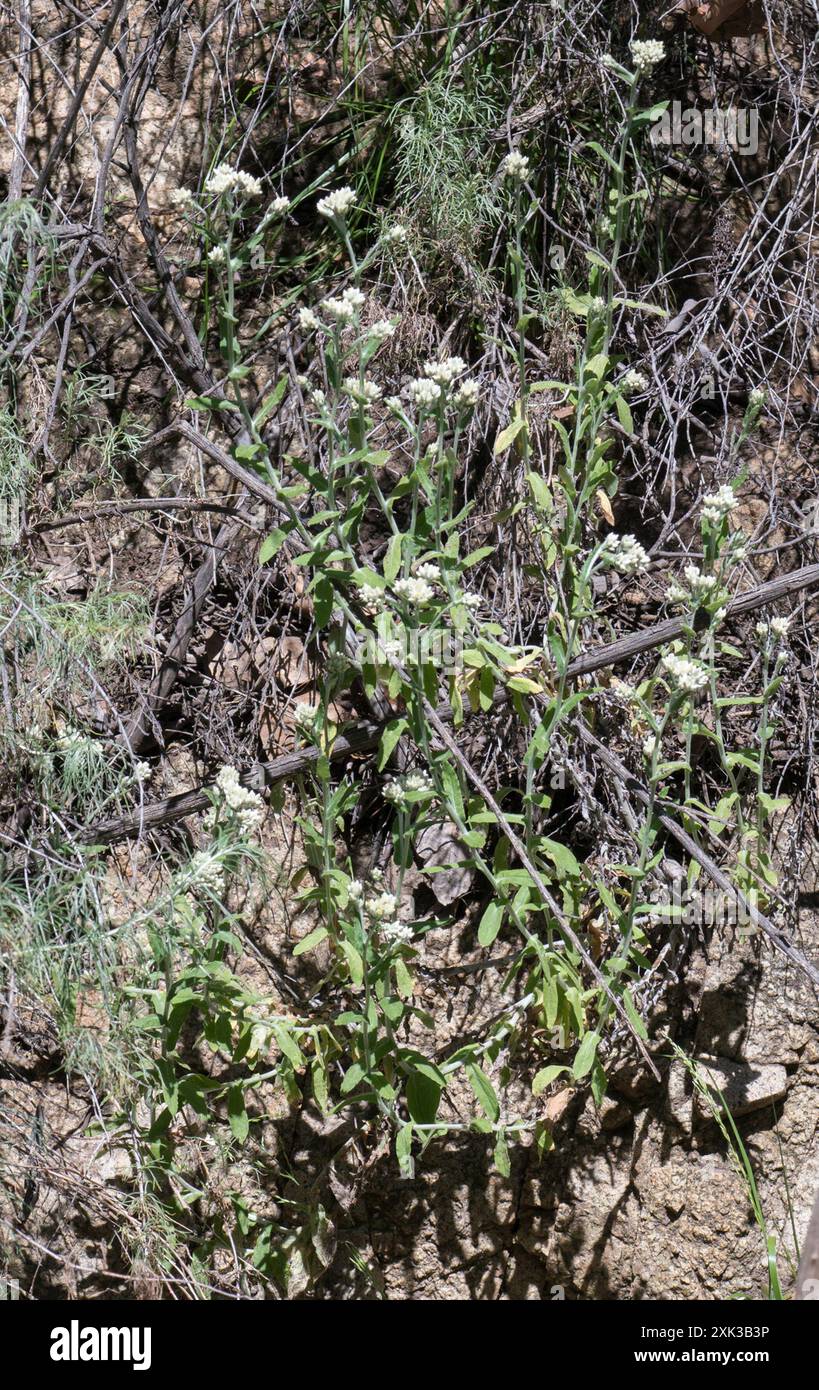 two-color rabbit tobacco (Pseudognaphalium biolettii) Plantae Stock ...