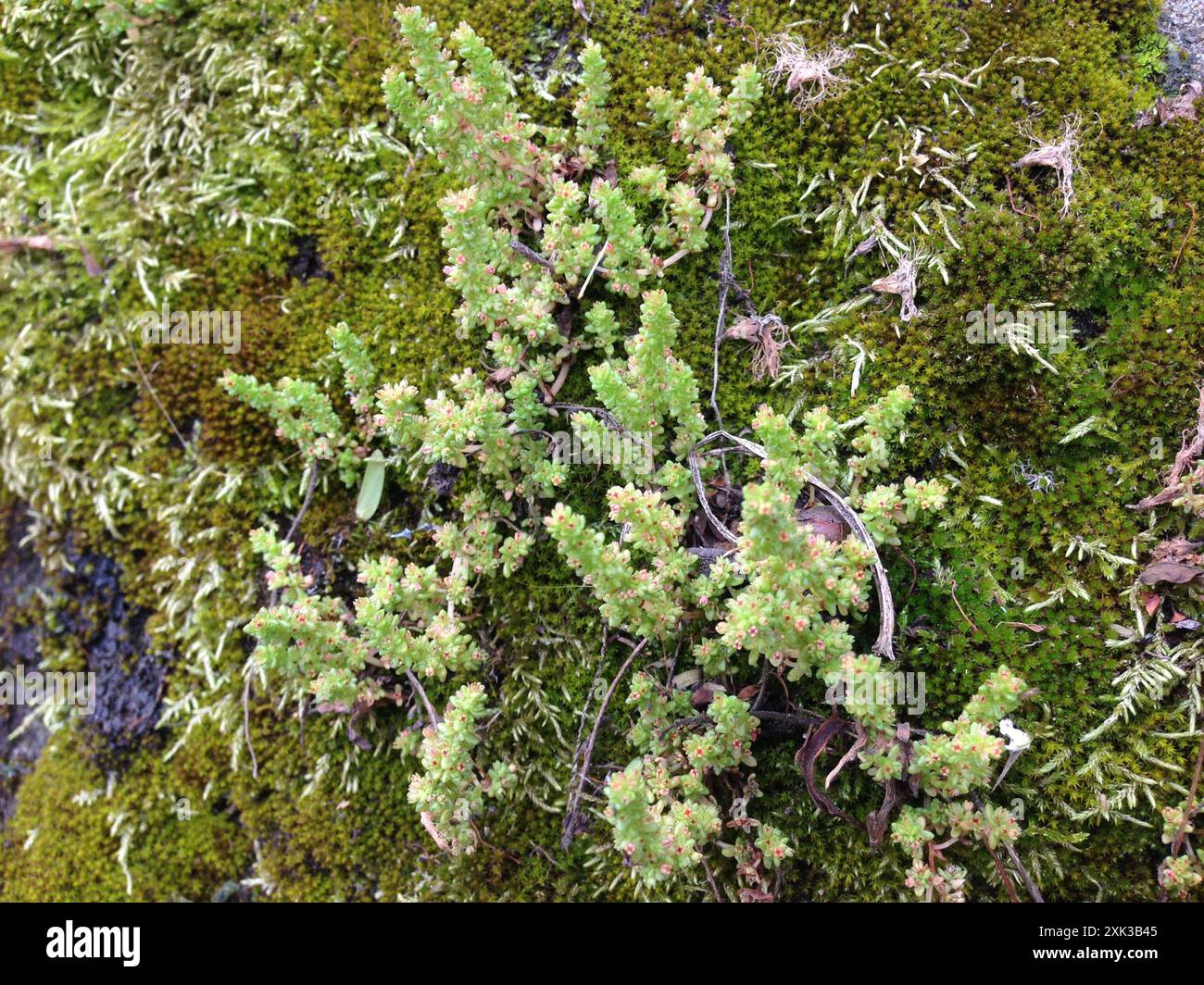 sand pygmyweed (Crassula connata) Plantae Stock Photo - Alamy