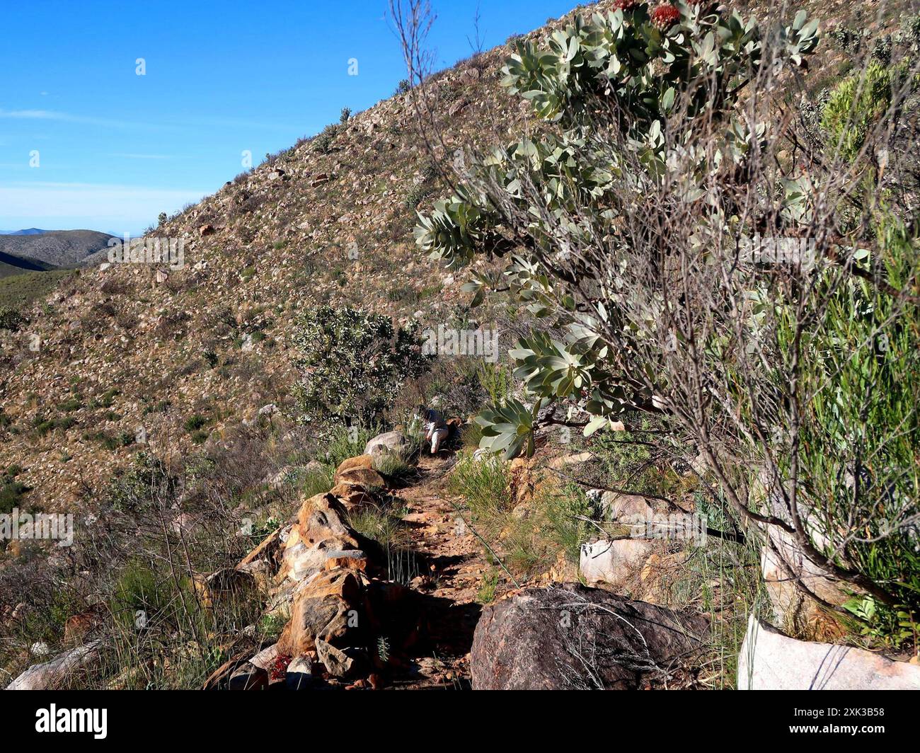 Wagon Tree (Protea nitida) Plantae Stock Photo - Alamy