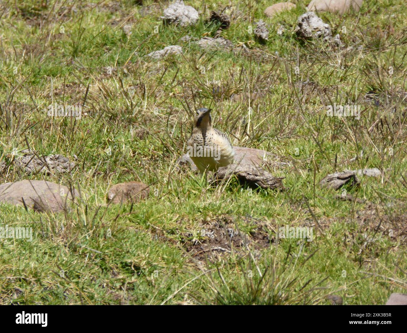 Andean Flicker (Colaptes rupicola) Aves Stock Photo - Alamy