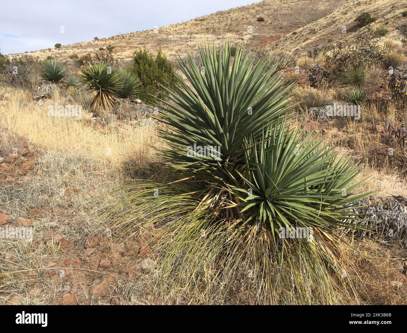 mountain yucca (Yucca madrensis) Plantae Stock Photo - Alamy