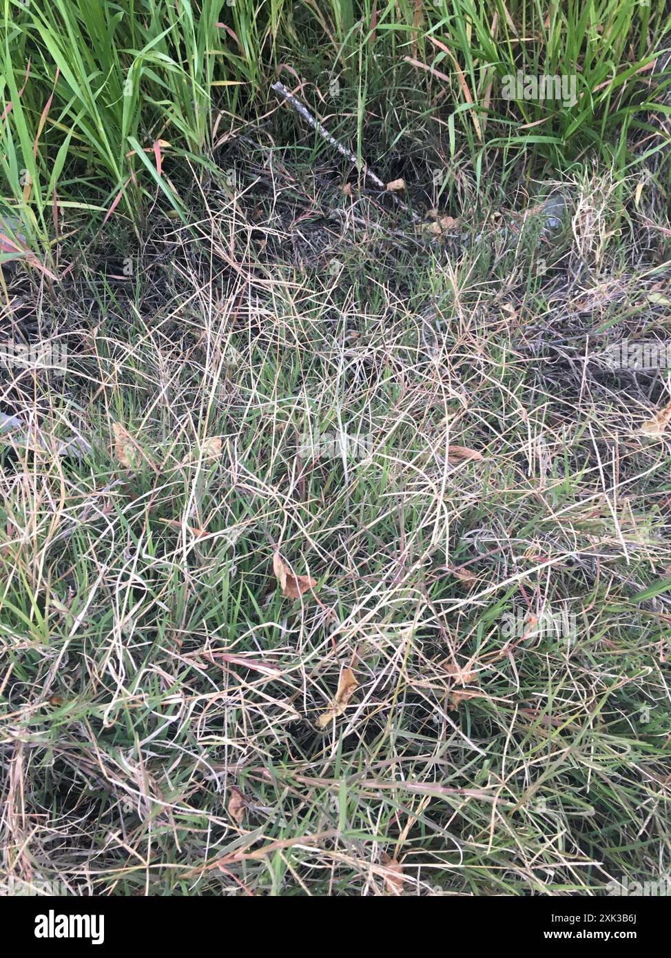 Bermuda grass (Cynodon dactylon) Plantae Stock Photo - Alamy