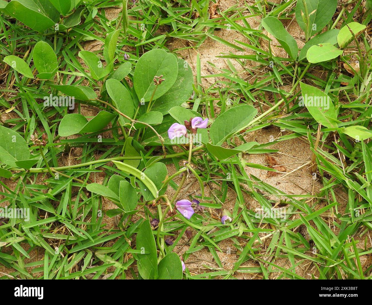 Beach Bean (Canavalia rosea) Plantae Stock Photo - Alamy