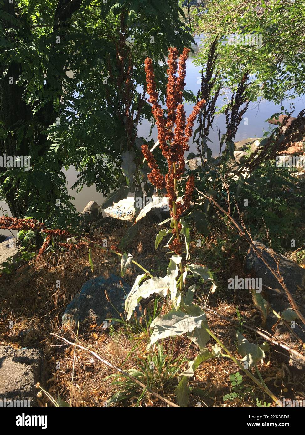 Patience Dock (Rumex patientia) Plantae Stock Photo - Alamy