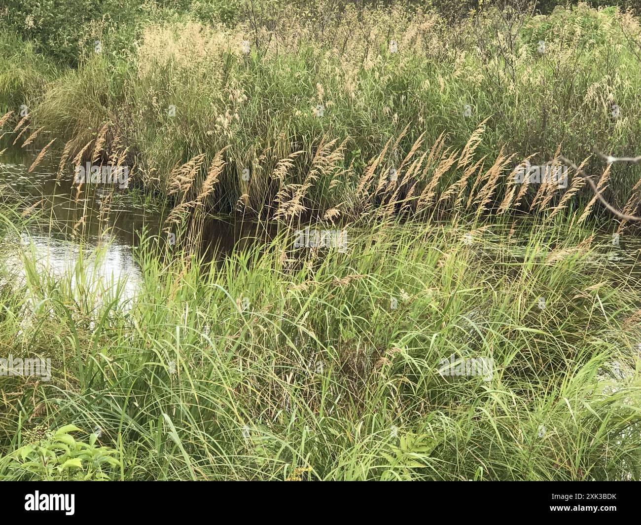 canadian bluejoint (Calamagrostis canadensis) Plantae Stock Photo - Alamy