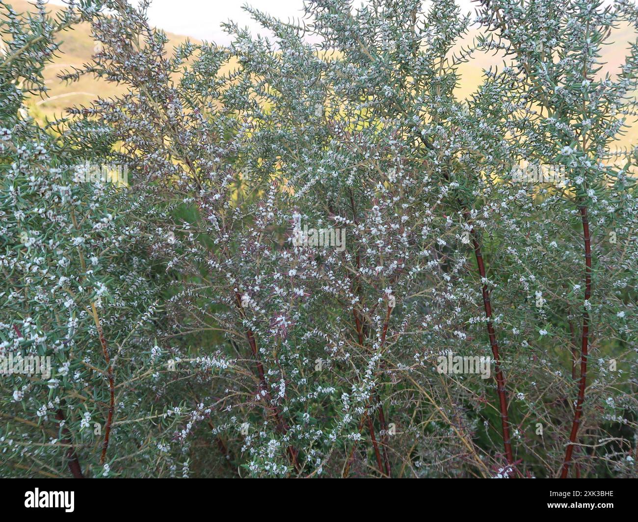 Common Marsh Sillyberry (Grubbia rosmarinifolia rosmarinifolia) Plantae ...