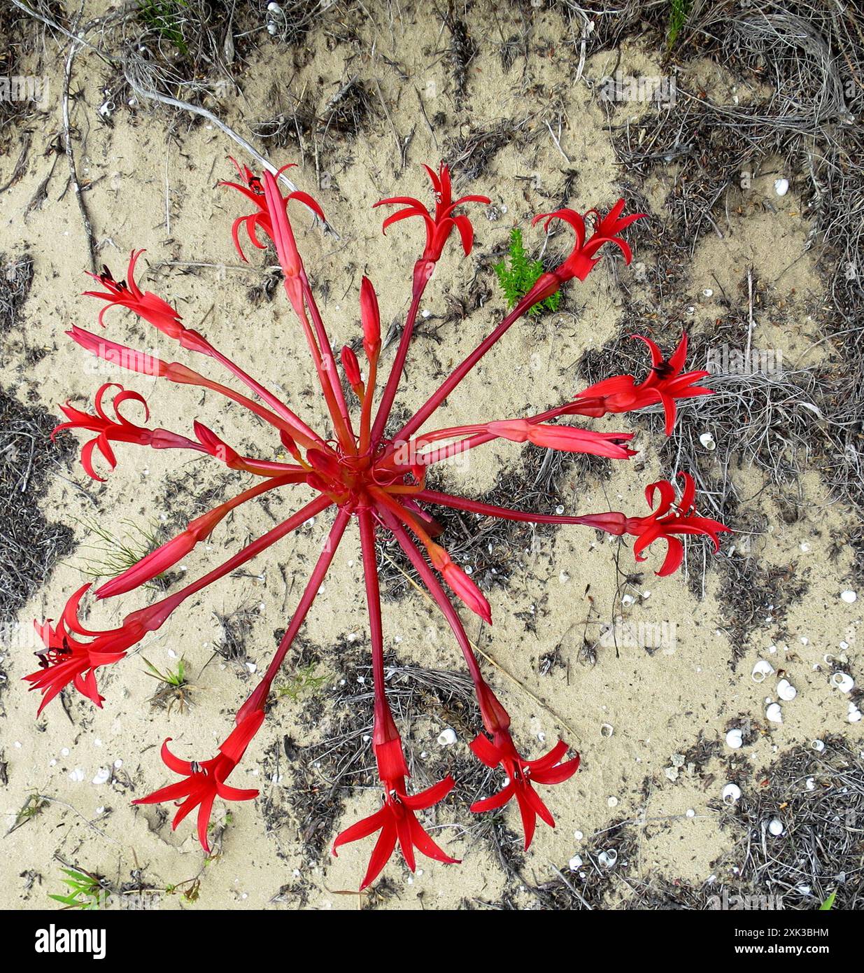 candelabra lily (Brunsvigia orientalis) Plantae Stock Photo - Alamy