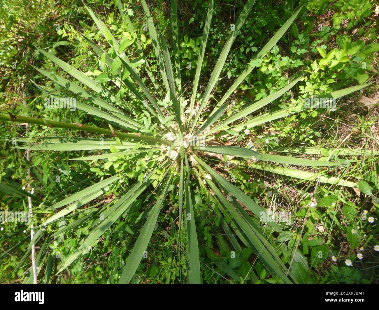 common yucca (Yucca filamentosa) Plantae Stock Photo - Alamy