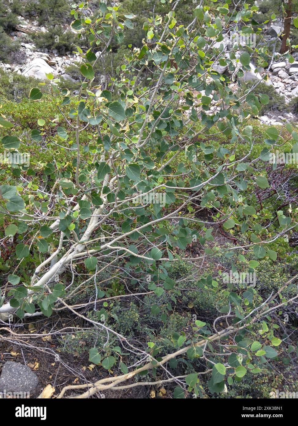 trembling aspen (Populus tremuloides) Plantae Stock Photo - Alamy