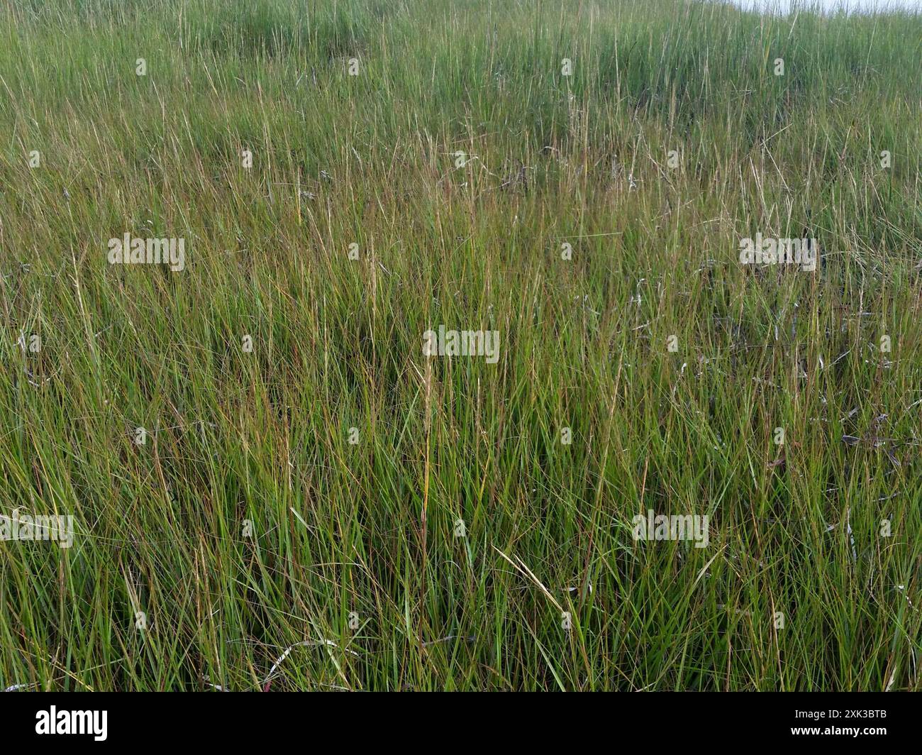 Saltmarsh Cordgrass (Sporobolus alterniflorus) Plantae Stock Photo - Alamy