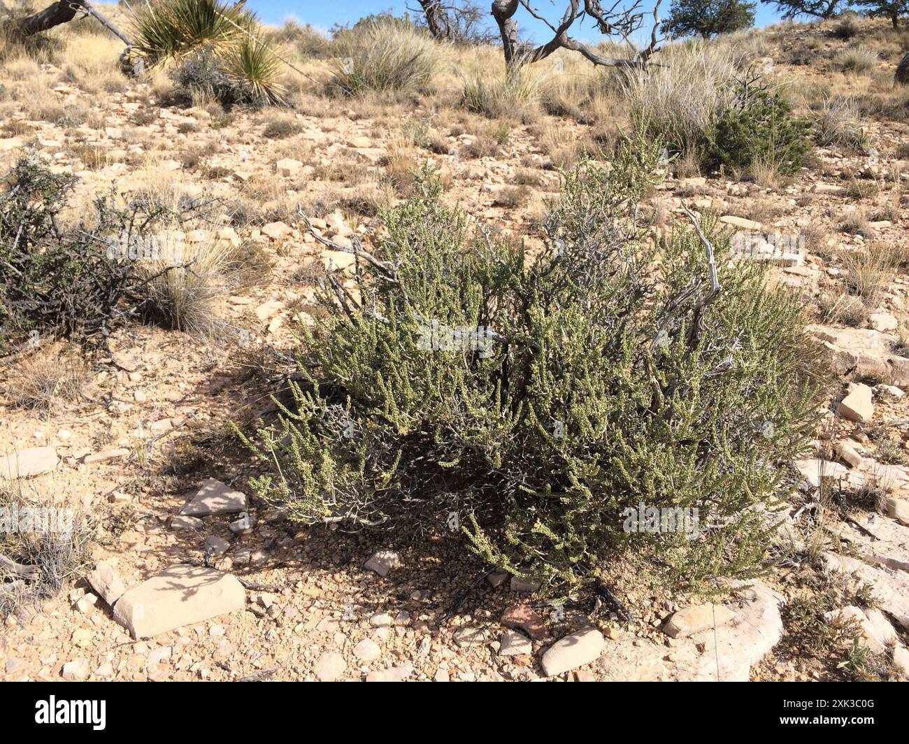 Rio Grande saddlebush (Mortonia scabrella) Plantae Stock Photo - Alamy