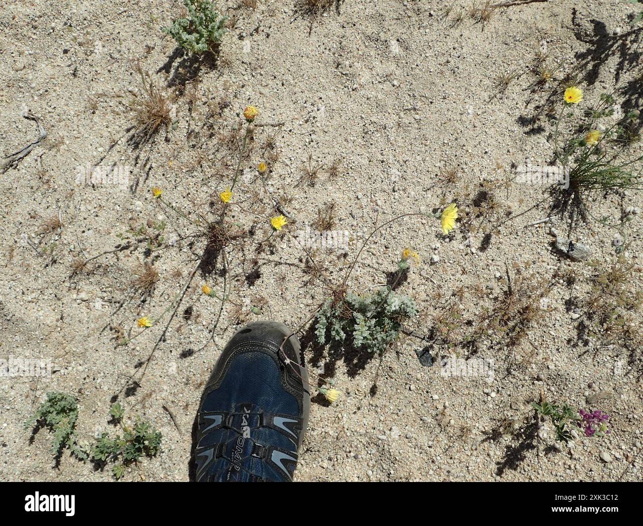 Frost Mat (Achyronychia cooperi) Plantae Stock Photo - Alamy