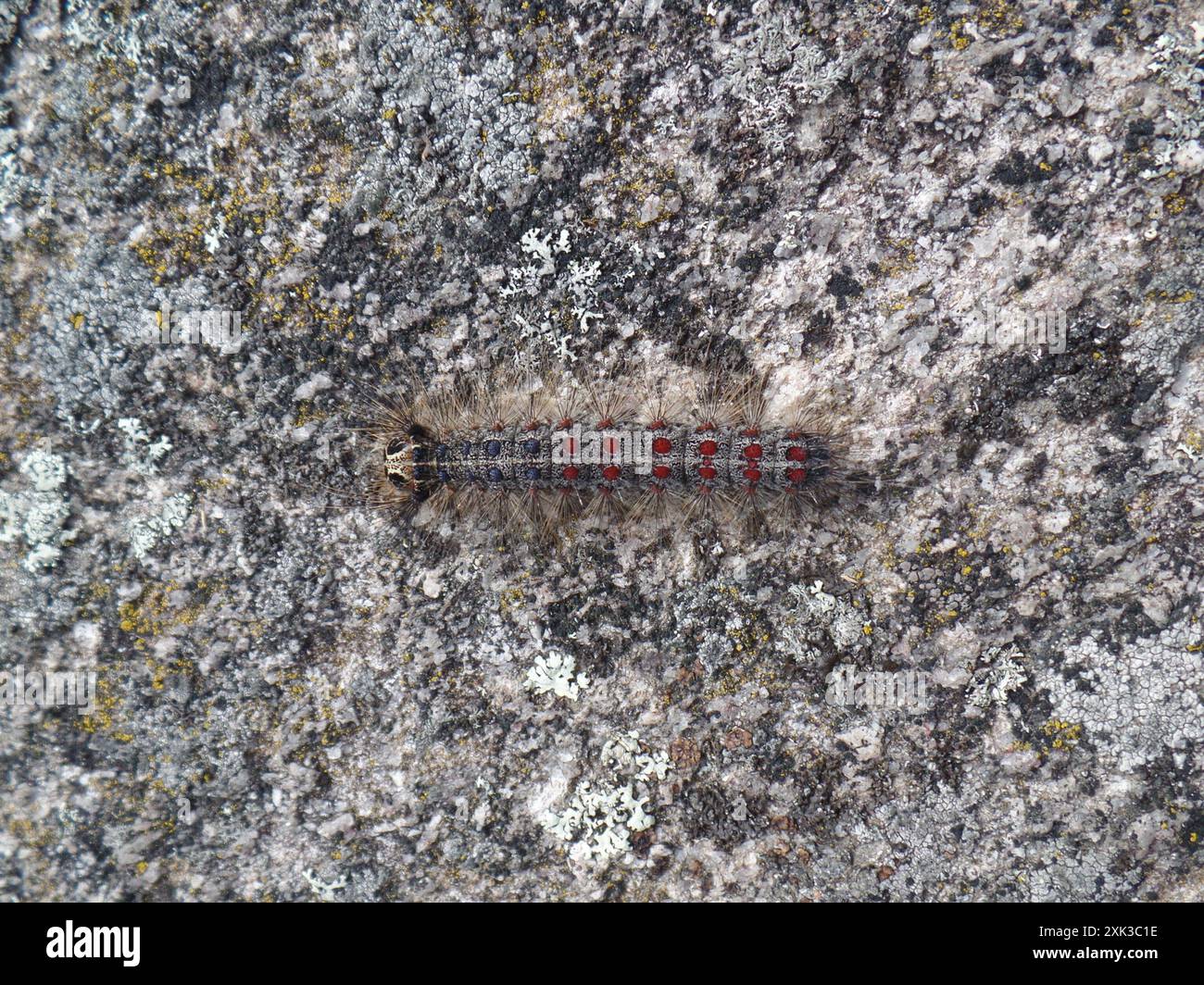 Spongy Moth (Lymantria dispar) Insecta Stock Photo - Alamy