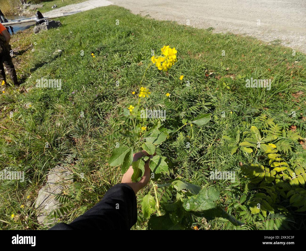 charlock (Rhamphospermum arvense) Plantae Stock Photo - Alamy