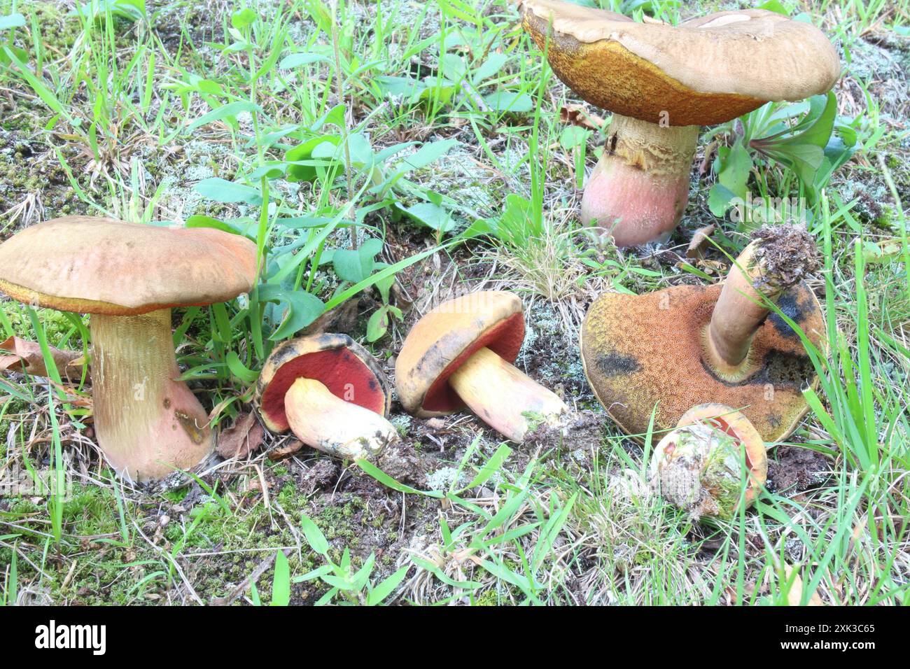 Red-mouth Bolete (Boletus subvelutipes) Fungi Stock Photo - Alamy