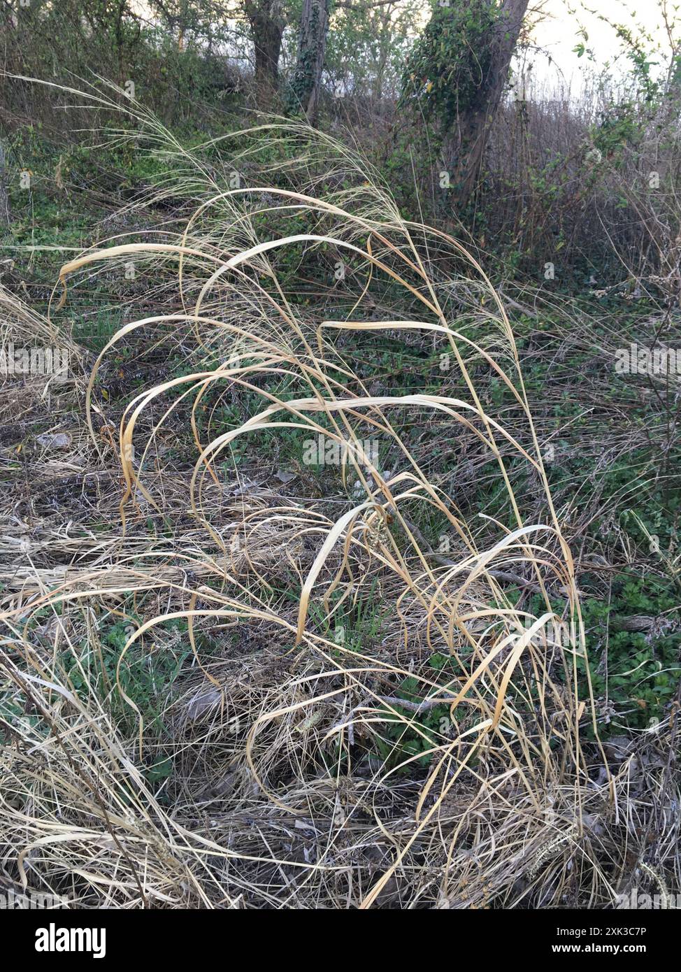 switchgrass (Panicum virgatum) Plantae Stock Photo - Alamy