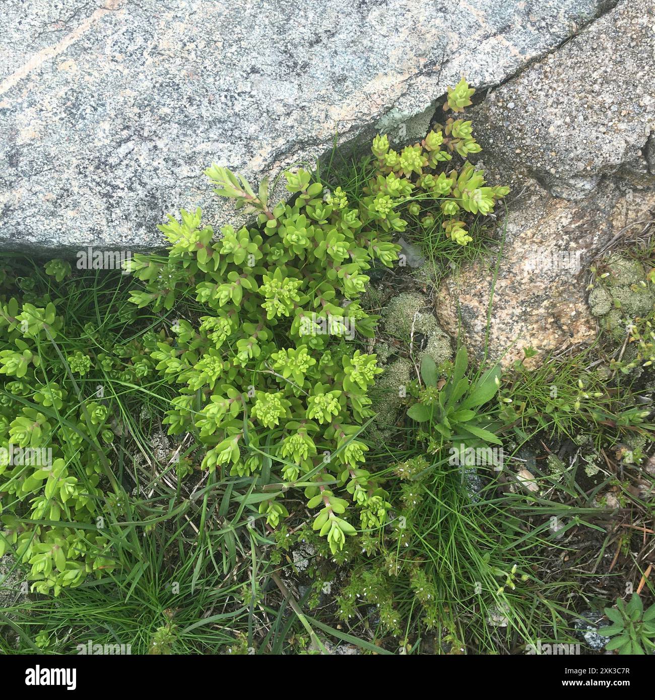 Stringy Stonecrop (Sedum sarmentosum) Plantae Stock Photo - Alamy