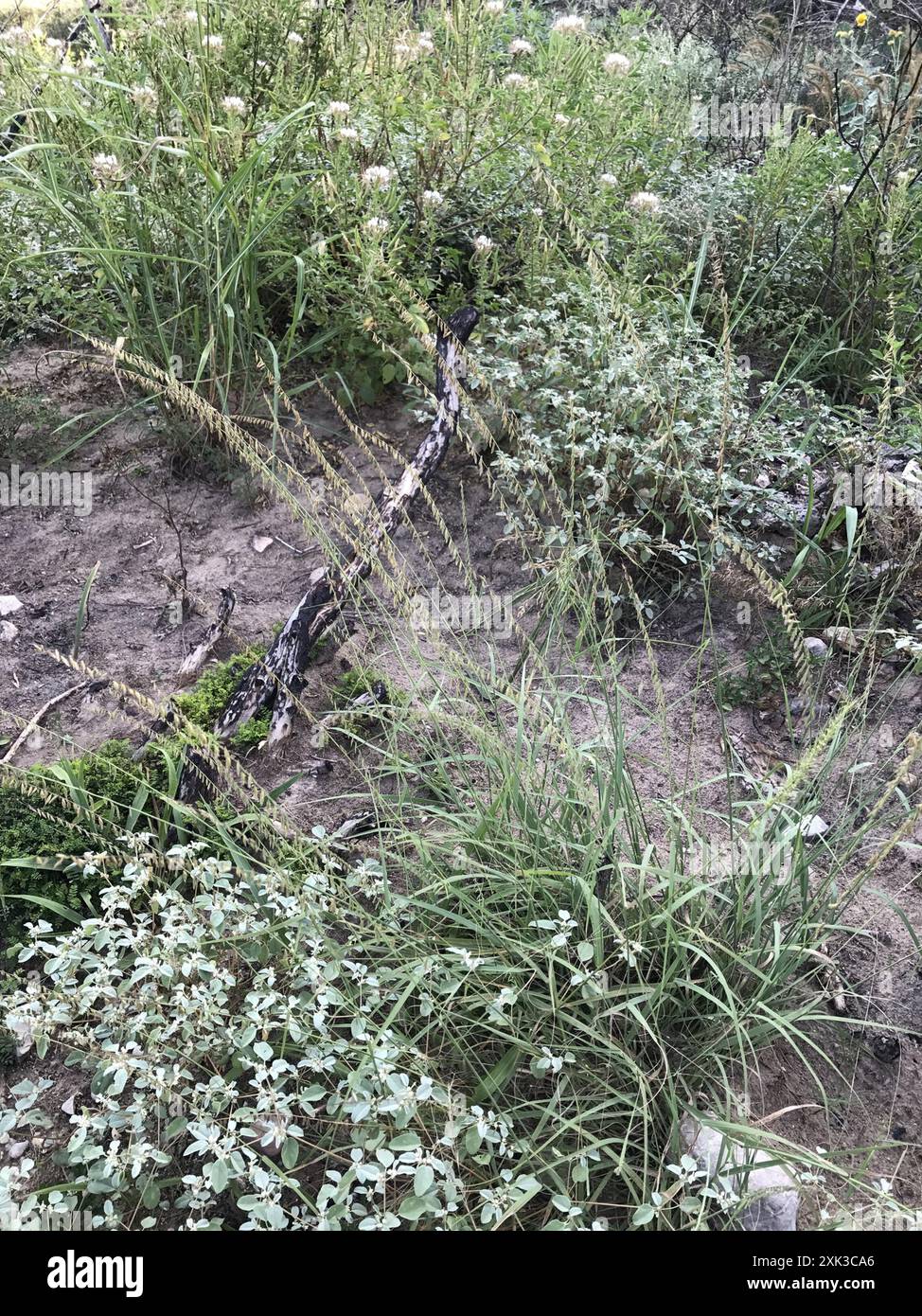 Sideoats Grama (Bouteloua curtipendula) Plantae Stock Photo - Alamy