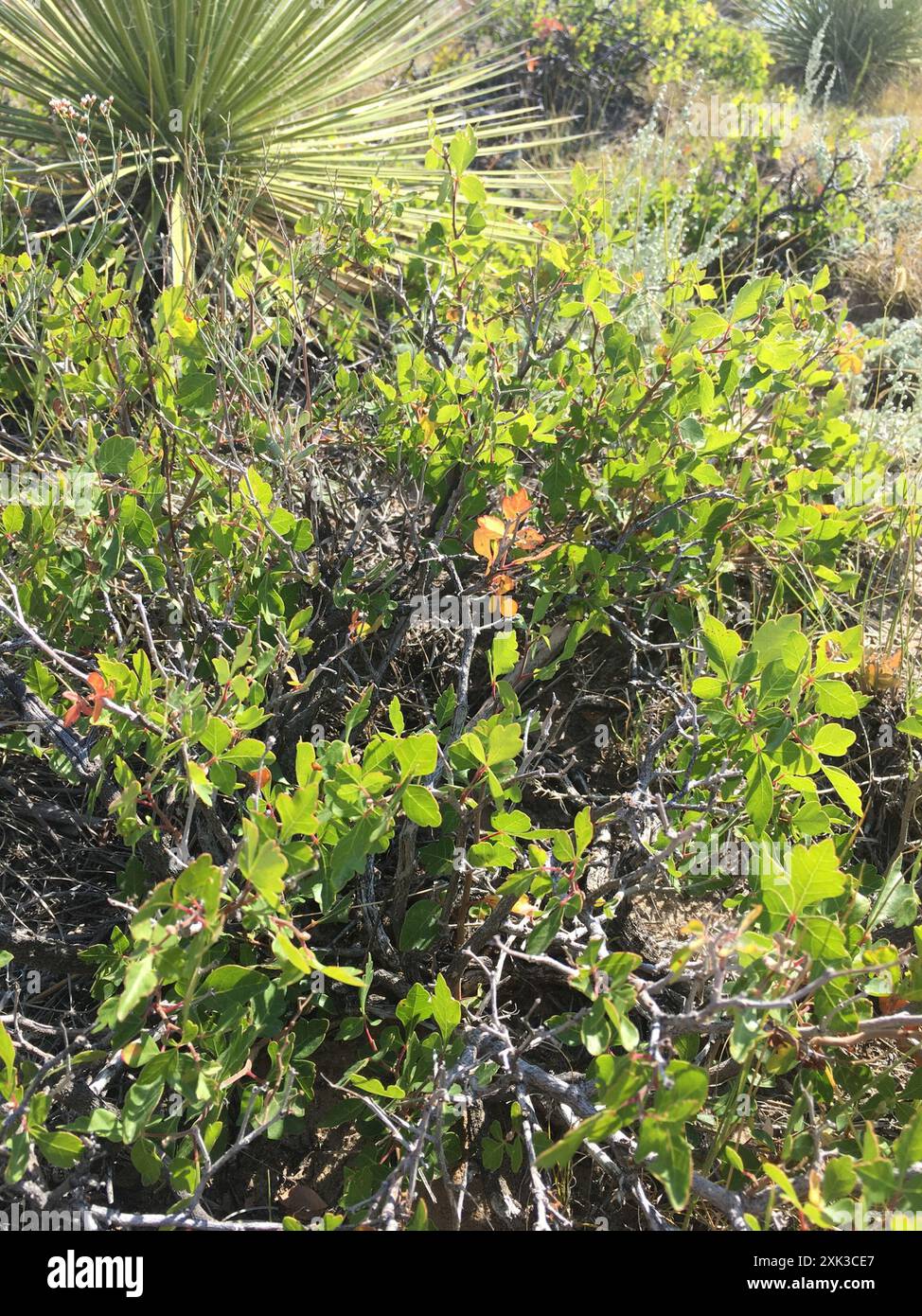 fragrant sumac (Rhus aromatica) Plantae Stock Photo - Alamy