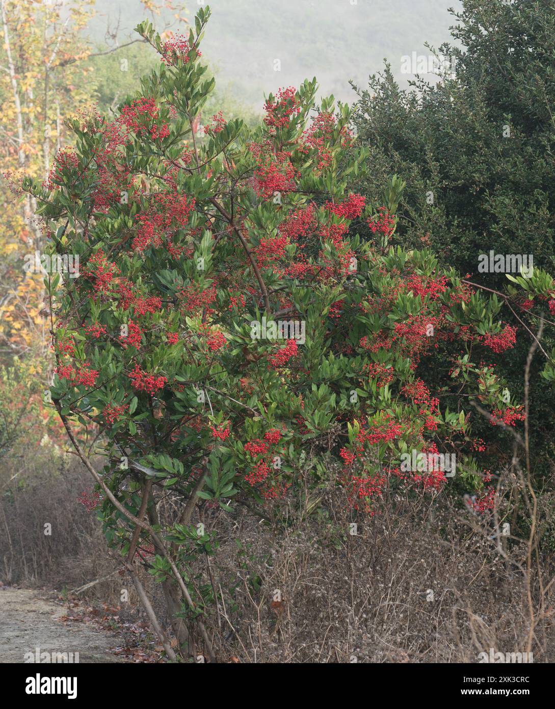 Toyon (Heteromeles arbutifolia) Plantae Stock Photo - Alamy