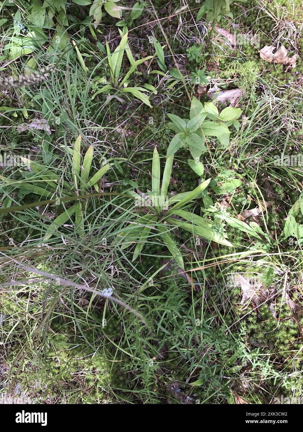 White-tubed Colicroot (Aletris farinosa) Plantae Stock Photo - Alamy