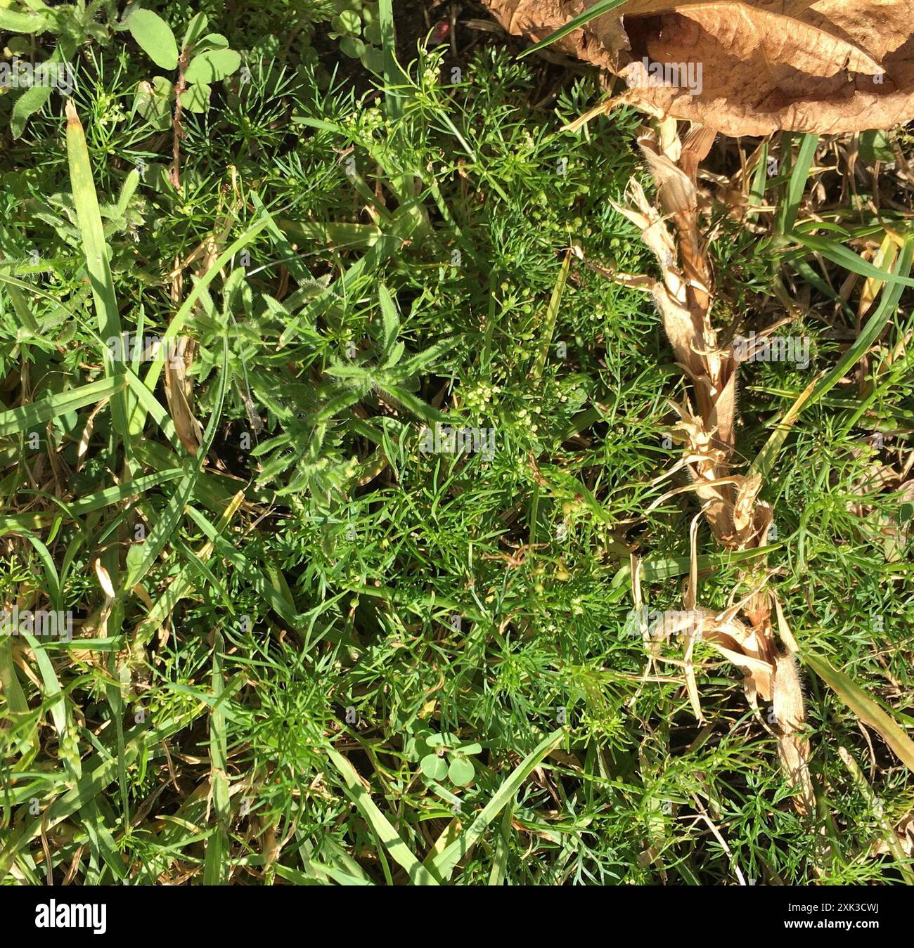 Marsh parsley (Cyclospermum leptophyllum) Plantae Stock Photo - Alamy