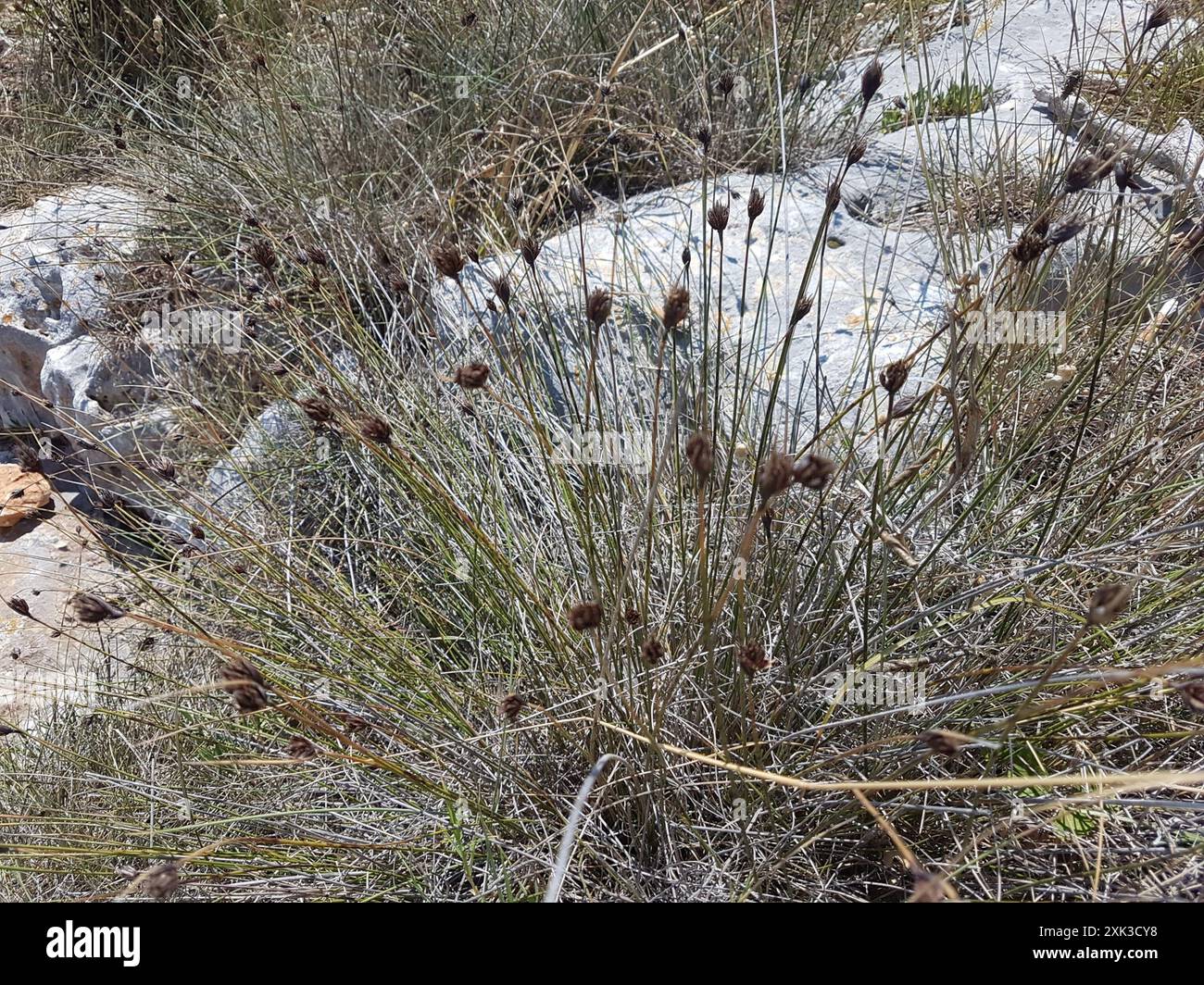 grasses, sedges, cattails, and allies (Poales) Plantae Stock Photo - Alamy