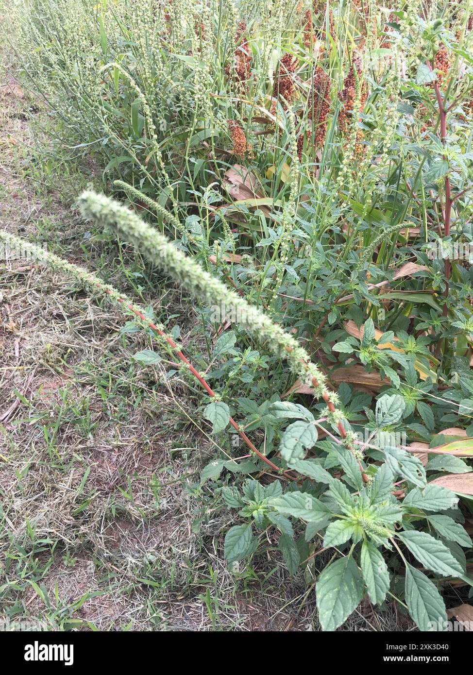 Redroot Amaranth (Amaranthus retroflexus) Plantae Stock Photo - Alamy